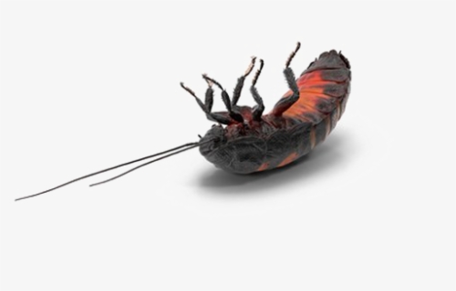 Dead Cockroach Cartoon , Free Transparent Clipart - ClipartKey