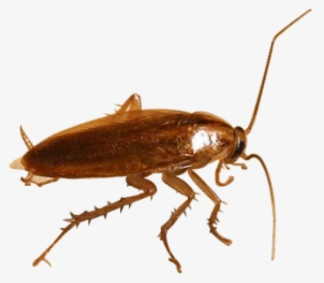 Cockroach Png Transparent Background - Dead Roach Png , Free ...