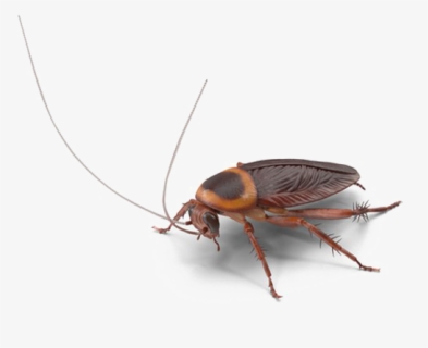 Cockroach Png Transparent Background - Dead Roach Png , Free ...