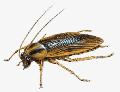 Cockroach - Side View - German Cockroach Black And White , Free ...