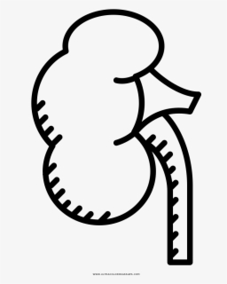 Kidney Coloring Page - Line Art , Free Transparent Clipart - ClipartKey