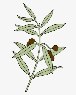 Olive Branch Peace Symbols Olive Wreath - Olive Branch Png , Free ...