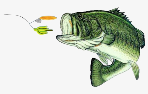 Free Bass Clip Art with No Background - ClipartKey