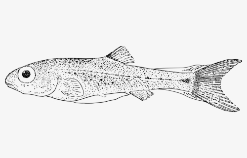 Line Art,head,requiem Shark - Brown Trout , Free Transparent Clipart ...