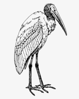 Ibis - Ibis Line Drawing , Free Transparent Clipart - ClipartKey