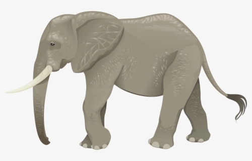 Download Transparent Elephant Clipart Png - Asian Elephant Transparent ...