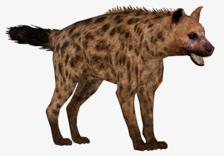 Free Hyena Clip Art with No Background - ClipartKey