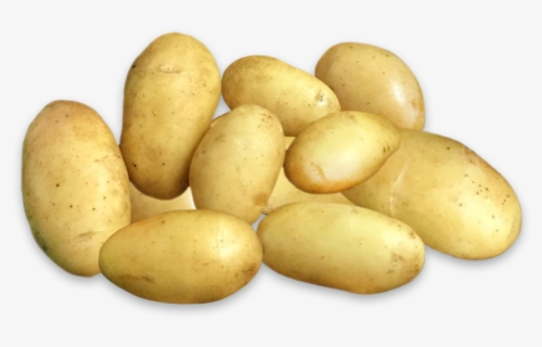 Russet Burbank Yukon Gold Potato - Transparent Potato , Free ...