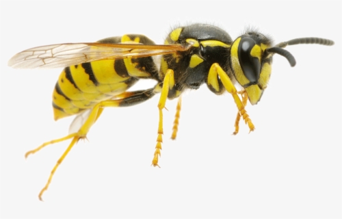 Free Wasp Clip Art with No Background - ClipartKey