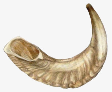 Free Shofar Clip Art with No Background - ClipartKey