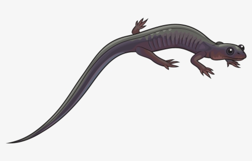Transparent Salamander Clipart - Pokemon Charmander , Free Transparent ...