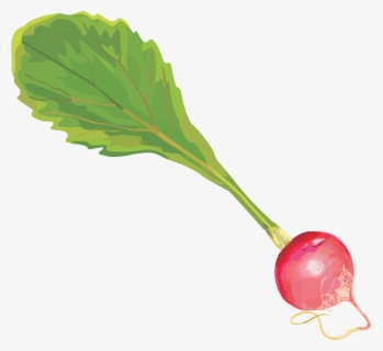 Radish Png Hd - Radishes Cartoon , Free Transparent Clipart - ClipartKey
