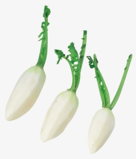 Mooli Png Transparent Image - Vegetables Radish , Free Transparent ...