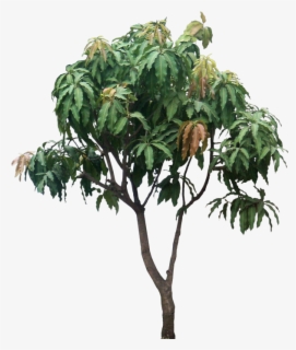 Mango Tree Clip Art , Free Transparent Clipart - ClipartKey