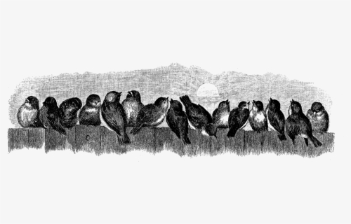 Printable Birds Border , Free Transparent Clipart - ClipartKey