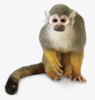 Clip Art Free Monkey - Squirrel Monkey No Background , Free Transparent ...