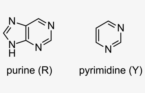 Uvb Cyclobutane Pyrimidine Dimers , Free Transparent Clipart - ClipartKey