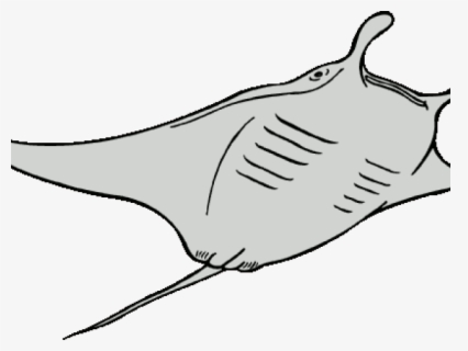 Transparent Manta Ray Clipart - Mr Ray Finding Dory Png , Free ...