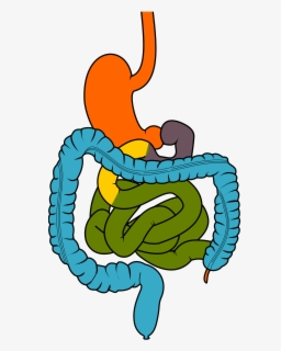 Free Digestive System Clip Art with No Background - ClipartKey