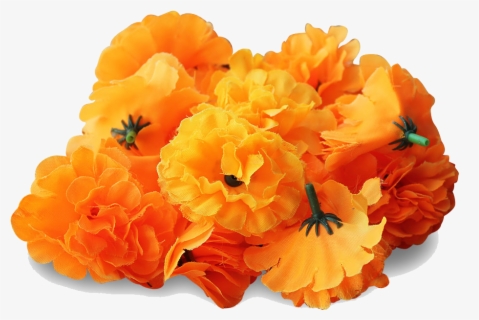 Marigold Png Transparent Image - Marigold Png , Free Transparent ...