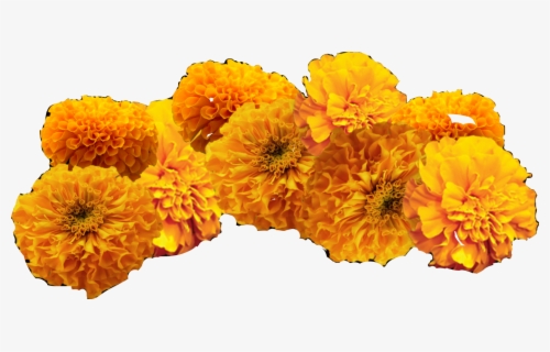 Clip Art Cempasuchil Flowers - Cempazuchitl Png , Free Transparent ...