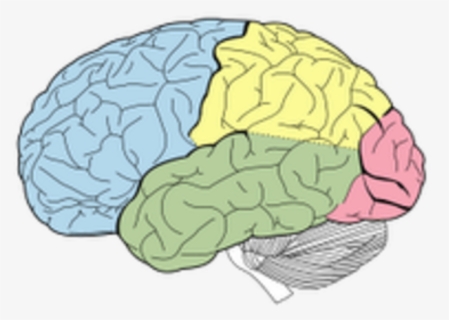Lobes Of The Brain Without Labels Clipart , Png Download - Lobes Of The ...