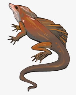 Free Lizard Clip Art with No Background - ClipartKey