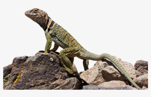 Free Lizard Clip Art with No Background - ClipartKey