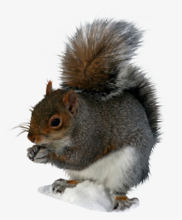 Free Squirrel Clipart - Gray Squirrel Clip Art , Free Transparent ...