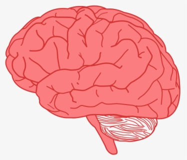 Brain Gif Transparent Background , Free Transparent Clipart - ClipartKey