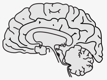 Simple Brain - Simple A Brain , Free Transparent Clipart - ClipartKey