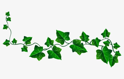 Transparent Ivy Clipart - Transparent Background Plant Circle Png ...