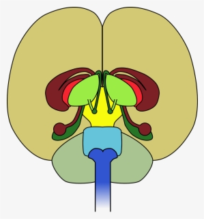 Prefrontal Cortex , Free Transparent Clipart - ClipartKey