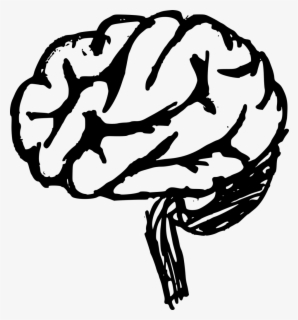 Brain Line Art Illustration - Transparent Background Brain Clipart ...