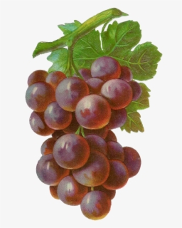 Free Grapes Clip Art with No Background - ClipartKey