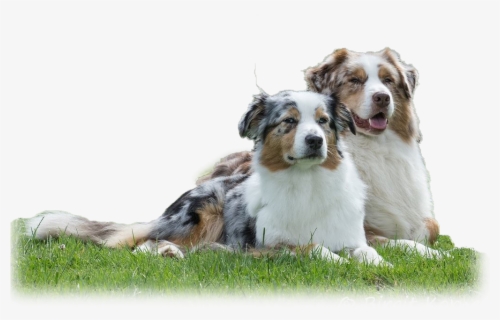 Transparent Shepherd Png - Chibi Australian Shepherd Drawing , Free ...