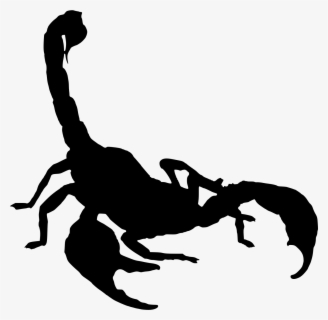 Free Vector Scorpion Drawing , Free Transparent Clipart - ClipartKey