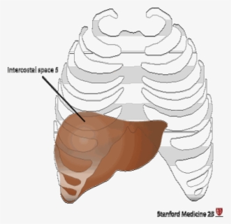 5 7 9 Rule For Liver Edge - Liver Intercostal Space , Free Transparent ...