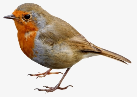 Robin Clipart Transparent Background - Robin Bird Png , Free ...