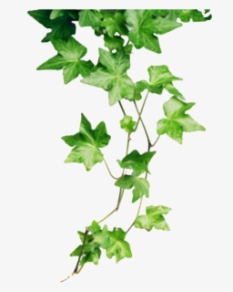 Transparent Ivy Clipart - Transparent Background Plant Circle Png ...
