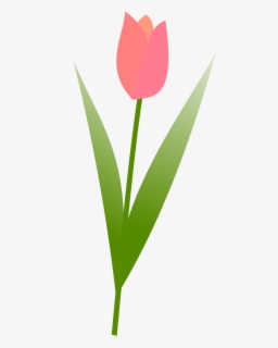 Tulip Clipart April - Tulip Illustration Png , Free Transparent Clipart ...