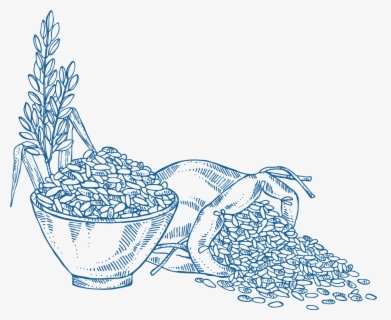 Rice Drawing At Getdrawings - Transparent Rice Clipart , Free ...