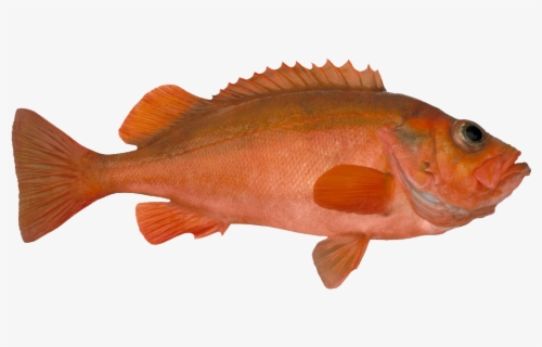 Uer Fisk , Free Transparent Clipart - ClipartKey