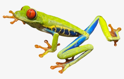 Free Tree Frog Clip Art with No Background - ClipartKey