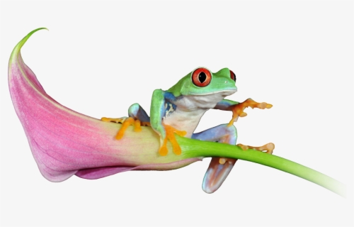 Free Tree Frog Clip Art with No Background - ClipartKey