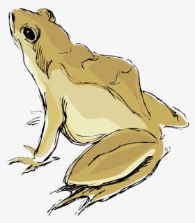 The Cartoon Clip Art - Bullfrog Cartoon , Free Transparent Clipart ...