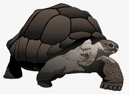 Desert Tortoise White Background - Desert Tortoise Clip Art , Free ...