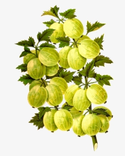 Amla With Leaf Png Hd , Free Transparent Clipart - ClipartKey