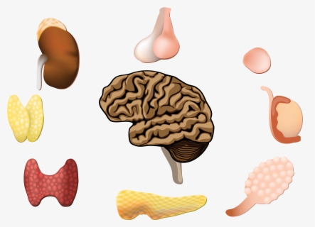 The Endocrine System - Endocrine System No Background , Free ...