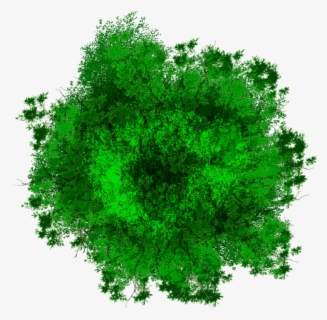 Png Photos Clipart Pine Tree Png Images - Transparent Tree Leaves ...